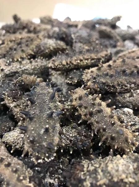 干海参怎么泡发_干海参多少钱一斤-第3张图片-山城妙识