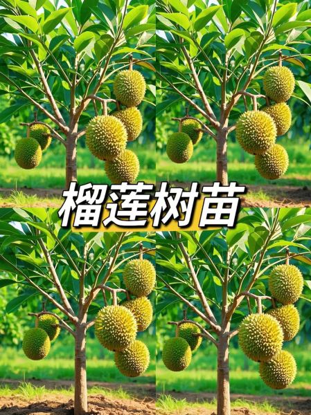 榴莲树苗图片大全真实_如何辨别真假榴莲树苗-第1张图片-山城妙识
