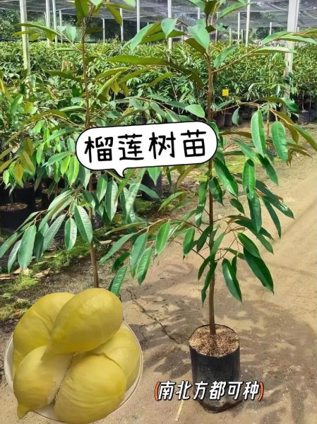 榴莲树苗图片大全真实_如何辨别真假榴莲树苗-第3张图片-山城妙识