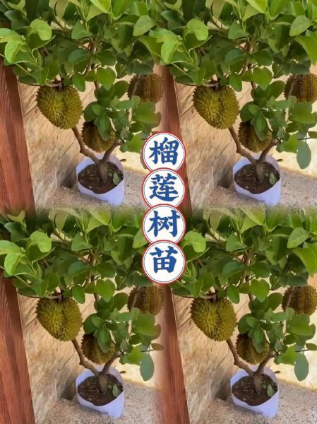 榴莲树苗图片大全真实_如何辨别真假榴莲树苗-第2张图片-山城妙识