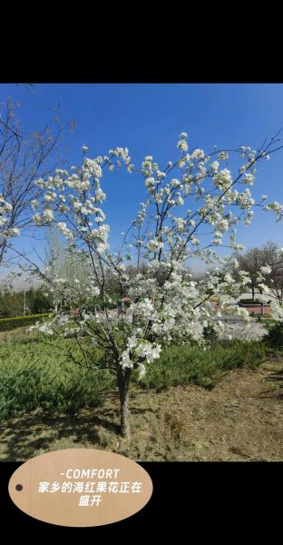 海红是什么_海红和海棠果区别-第3张图片-山城妙识