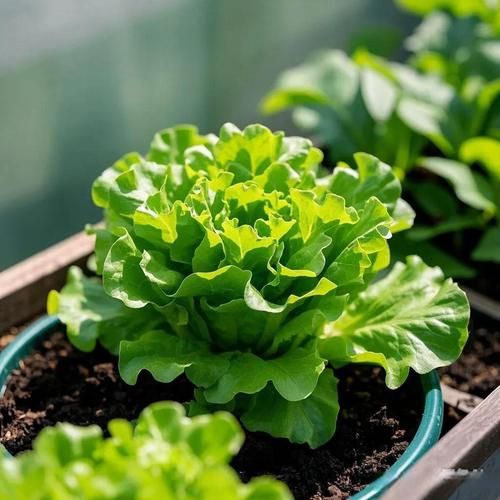 蔬菜种类100种名称_哪些蔬菜适合阳台种植-第2张图片-山城妙识