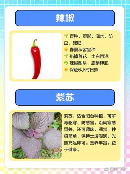 蔬菜种类100种名称_哪些蔬菜适合阳台种植-第3张图片-山城妙识