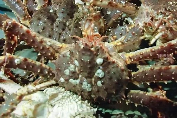 帝王蟹捕蟹人为什么会死_白令海捕蟹死亡率高的原因-第1张图片-山城妙识