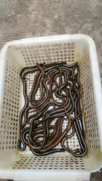 泥鳅鱼苗多少钱一斤_泥鳅鱼苗价格行情-第2张图片-山城妙识