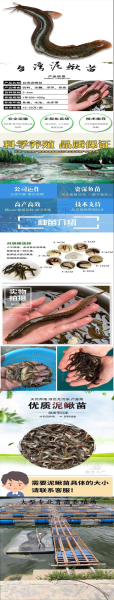 泥鳅鱼苗多少钱一斤_泥鳅鱼苗价格行情-第3张图片-山城妙识