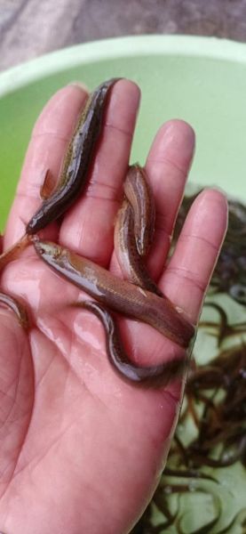 泥鳅鱼苗多少钱一斤_泥鳅鱼苗价格行情-第1张图片-山城妙识