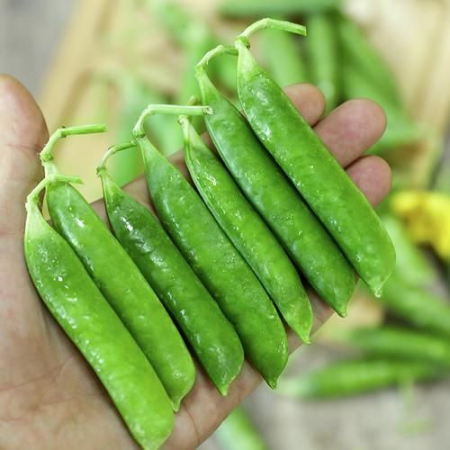 豌豆荚免费下载安装_豌豆荚安全吗-第2张图片-山城妙识