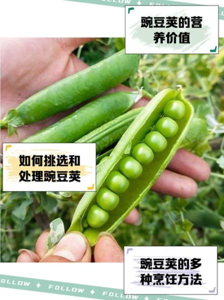 豌豆荚免费下载安装_豌豆荚安全吗-第1张图片-山城妙识