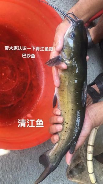 清江鱼有哪些种类_清江鱼图片大全-第1张图片-山城妙识
