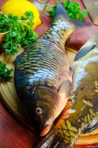 清江鱼有哪些种类_清江鱼图片大全-第3张图片-山城妙识