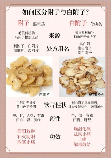附子有毒吗_附子功效与作用禁忌-第1张图片-山城妙识