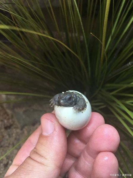 吃乌龟蛋的禁忌_乌龟蛋什么人不能吃-第2张图片-山城妙识