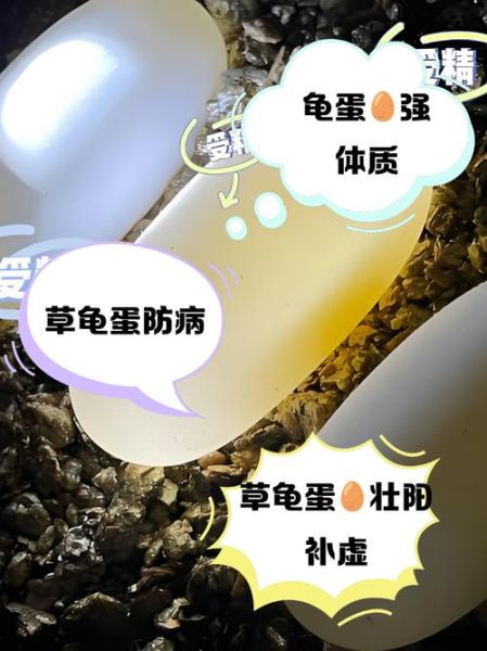 吃乌龟蛋的禁忌_乌龟蛋什么人不能吃-第1张图片-山城妙识