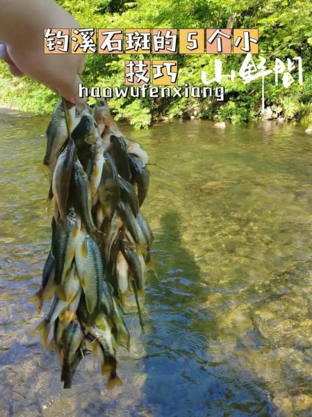 溪石斑鱼长什么样_溪石斑鱼怎么钓-第1张图片-山城妙识 溪石斑鱼长什么样_溪石斑鱼怎么钓-第1张图片-山城妙识