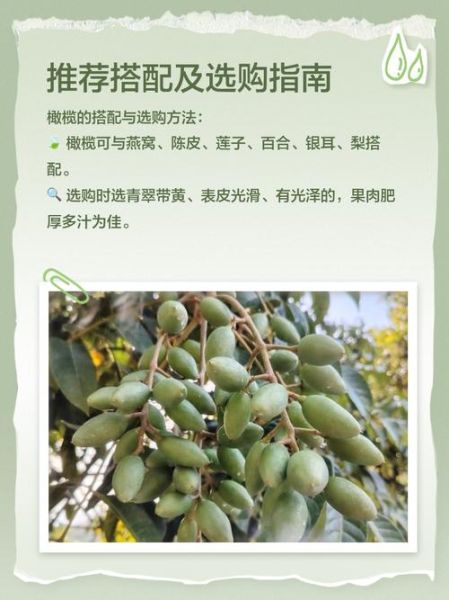 新鲜橄榄的功效与作用_新鲜橄榄怎么吃最好-第3张图片-山城妙识 新鲜橄榄的功效与作用_新鲜橄榄怎么吃最好-第3张图片-山城妙识