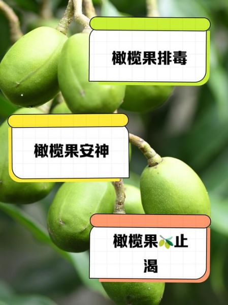 新鲜橄榄的功效与作用_新鲜橄榄怎么吃最好-第1张图片-山城妙识 新鲜橄榄的功效与作用_新鲜橄榄怎么吃最好-第1张图片-山城妙识
