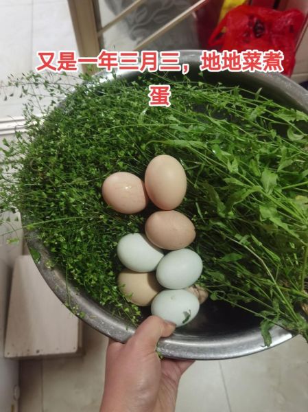 地米菜的功效与作用_地米菜怎么吃最营养-第2张图片-山城妙识