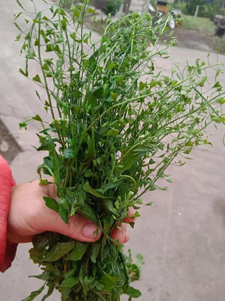 地米菜的功效与作用_地米菜怎么吃最营养-第3张图片-山城妙识