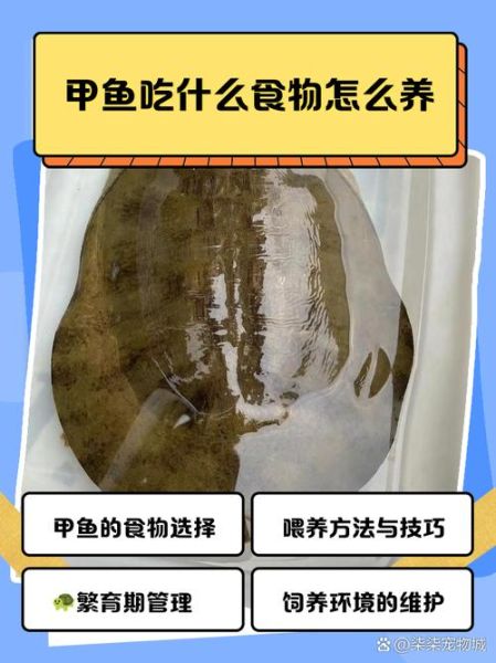 甲鱼怎么养不容易死_甲鱼养殖新手常见问题-第1张图片-山城妙识