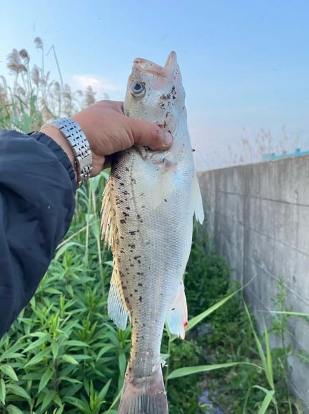 野生鲈鱼多少钱一斤_野生鲈鱼价格一般多少-第1张图片-山城妙识 野生鲈鱼多少钱一斤_野生鲈鱼价格一般多少-第1张图片-山城妙识