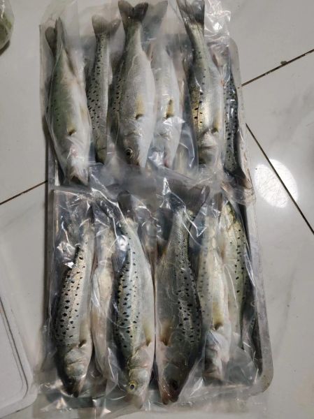 野生鲈鱼多少钱一斤_野生鲈鱼价格一般多少-第2张图片-山城妙识 野生鲈鱼多少钱一斤_野生鲈鱼价格一般多少-第2张图片-山城妙识