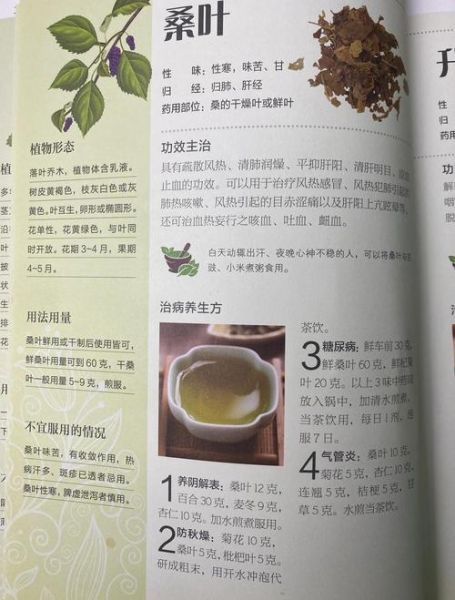 桑叶的副作用有哪些_桑叶有毒性吗-第2张图片-山城妙识