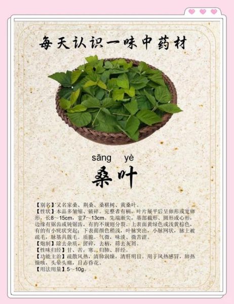 桑叶的副作用有哪些_桑叶有毒性吗-第1张图片-山城妙识