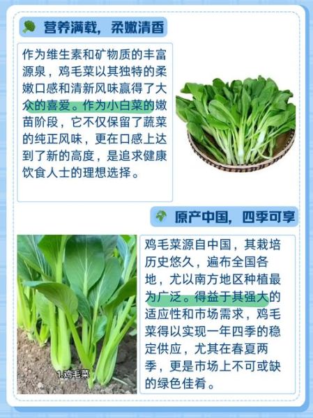 绿叶蔬菜有哪些_如何快速识别常见品种-第1张图片-山城妙识 绿叶蔬菜有哪些_如何快速识别常见品种-第1张图片-山城妙识