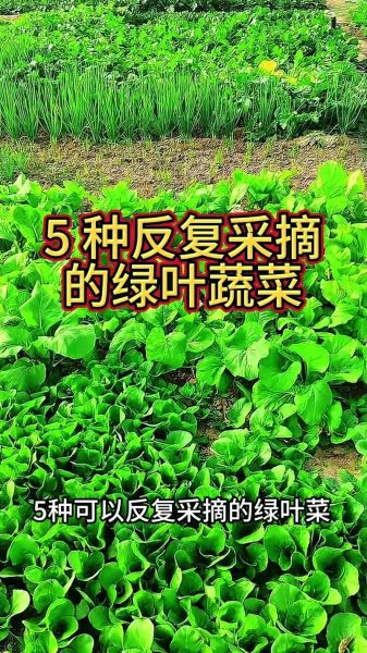 绿叶蔬菜有哪些_如何快速识别常见品种-第3张图片-山城妙识 绿叶蔬菜有哪些_如何快速识别常见品种-第3张图片-山城妙识