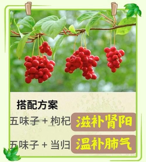 五味子治失眠的方法_五味子治失眠有效吗-第3张图片-山城妙识 五味子治失眠的方法_五味子治失眠有效吗-第3张图片-山城妙识