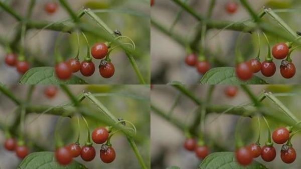 红豆视频软件怎么下载_红豆视频最新版本在哪下-第3张图片-山城妙识