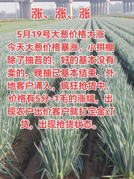 平度大葱价格今日多少钱一斤_平度大葱最新行情-第3张图片-山城妙识