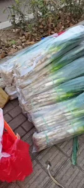 平度大葱价格今日多少钱一斤_平度大葱最新行情-第2张图片-山城妙识