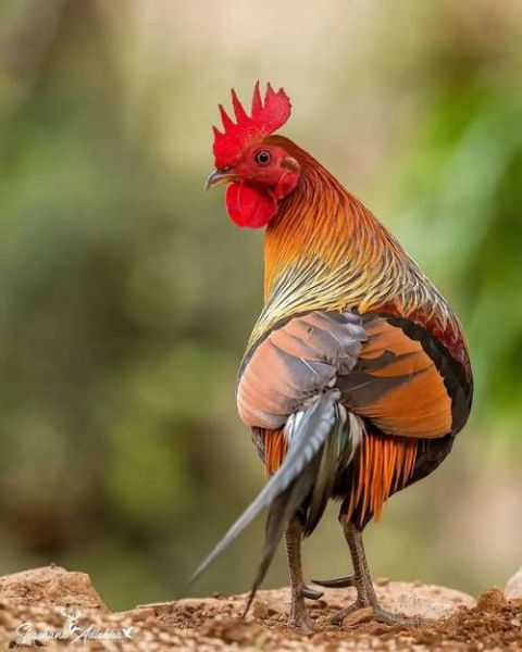 野鸡是保护动物吗_野鸡几级保护动物-第1张图片-山城妙识