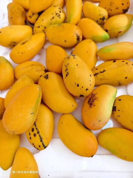 芒果多少钱一斤_芒果价格为什么波动大-第2张图片-山城妙识