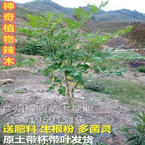 辣木树图片长什么样_辣木树图片怎么辨别真假-第3张图片-山城妙识
