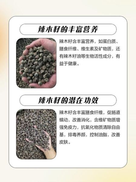 辣木树图片长什么样_辣木树图片怎么辨别真假-第1张图片-山城妙识