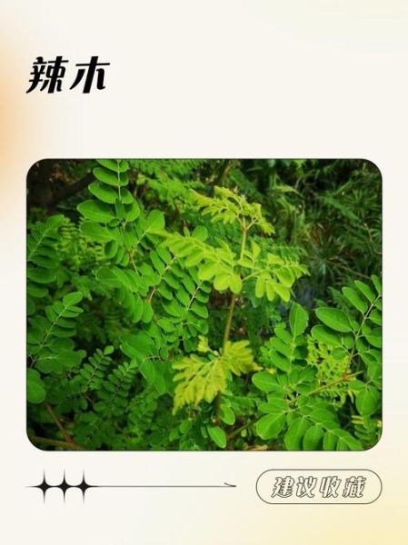 辣木树图片长什么样_辣木树图片怎么辨别真假-第2张图片-山城妙识
