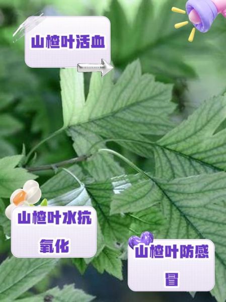 山楂叶的功效与作用_山楂叶泡水喝的禁忌-第1张图片-山城妙识