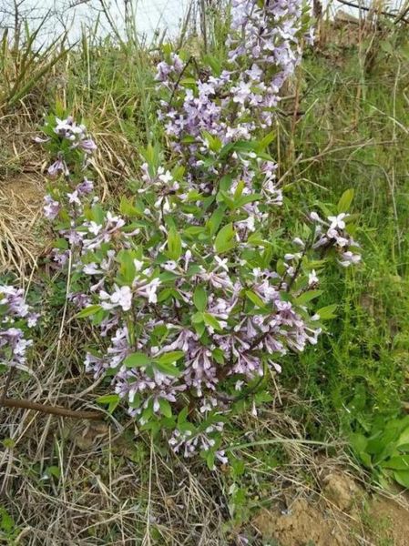 芫花图片长什么样_芫花有毒吗-第1张图片-山城妙识