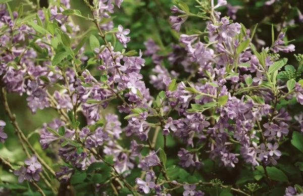 芫花图片长什么样_芫花有毒吗-第2张图片-山城妙识