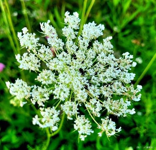 芫花图片长什么样_芫花有毒吗-第3张图片-山城妙识