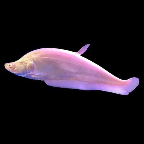 七星刀鱼图片高清_七星刀鱼怎么养-第2张图片-山城妙识