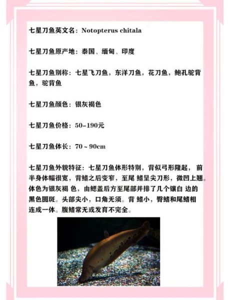 七星刀鱼图片高清_七星刀鱼怎么养-第1张图片-山城妙识