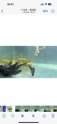 七星刀鱼图片高清_七星刀鱼怎么养-第3张图片-山城妙识