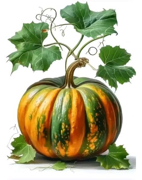 正宗的北瓜长什么样_北瓜和南瓜区别-第1张图片-山城妙识