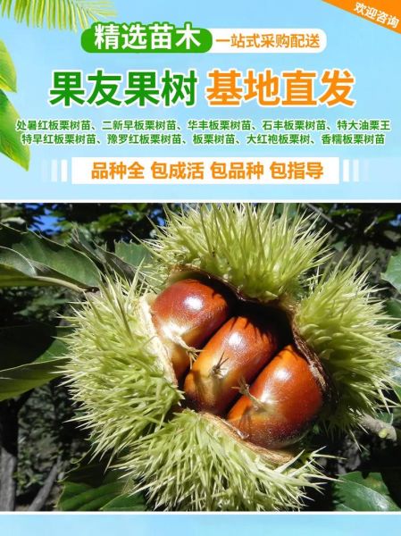 板栗树苗多少钱一棵_怎么挑选优质苗-第2张图片-山城妙识