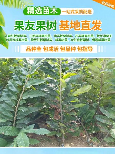 板栗树苗多少钱一棵_怎么挑选优质苗-第3张图片-山城妙识
