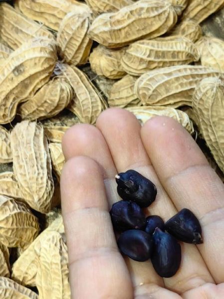 黑花生多少钱一斤_黑花生价格行情-第1张图片-山城妙识 黑花生多少钱一斤_黑花生价格行情-第1张图片-山城妙识